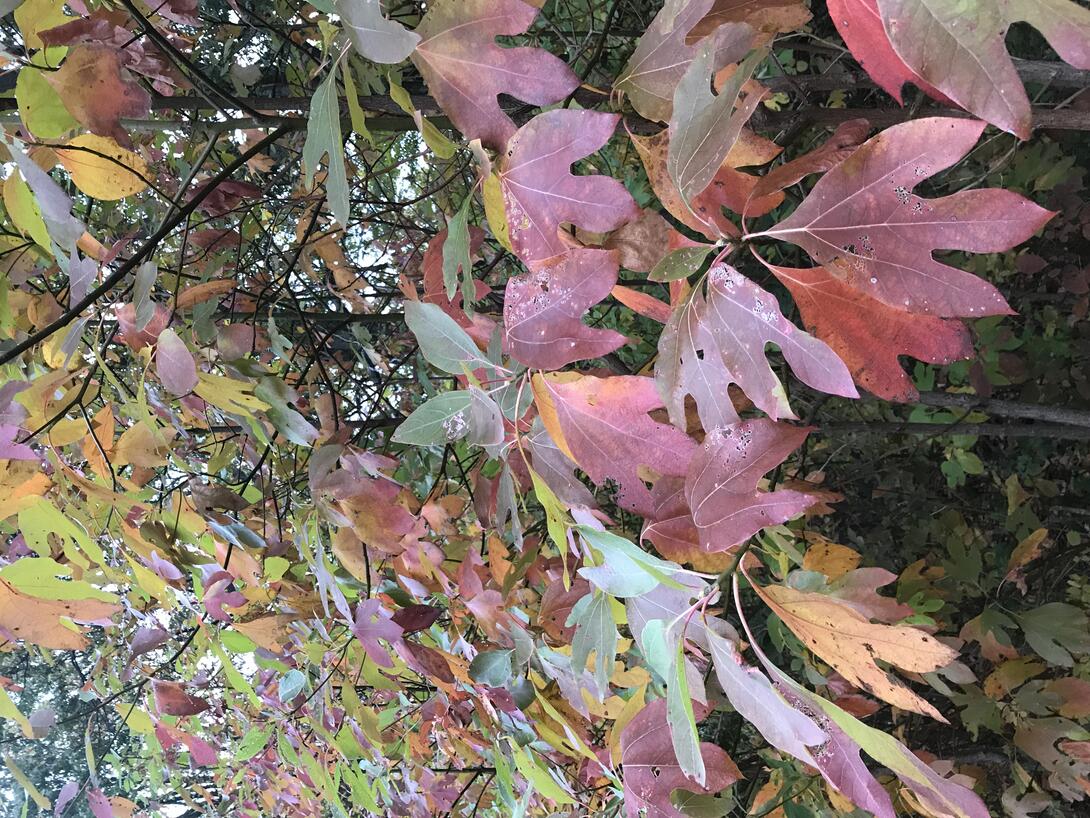 Sassafras | CMP Tree Selection Tool